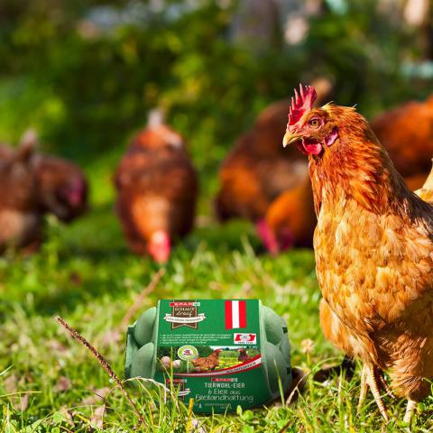 Ei - wie gut! Spar und die Tierwohl-Eier aus Freiland- und Bodenhaltung ...